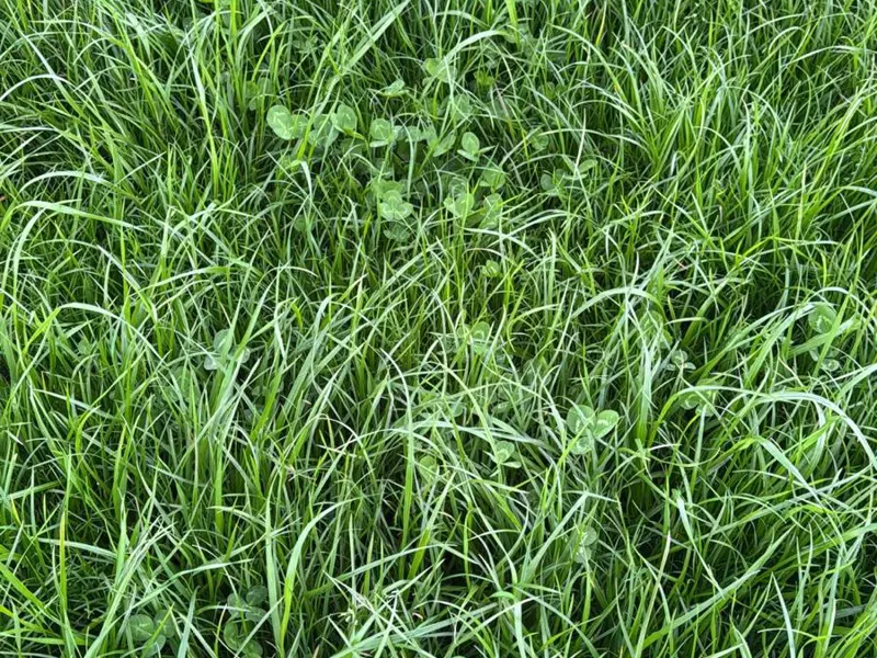 Why Choose Our Award-Winning HI D PRAg Grass Ley Range?